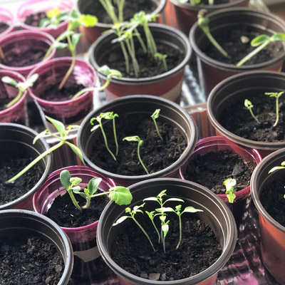 People turn to gardening to grow food, alleviate stress | NeighborWorks ...